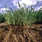 Bactolife- exemplos de imagens